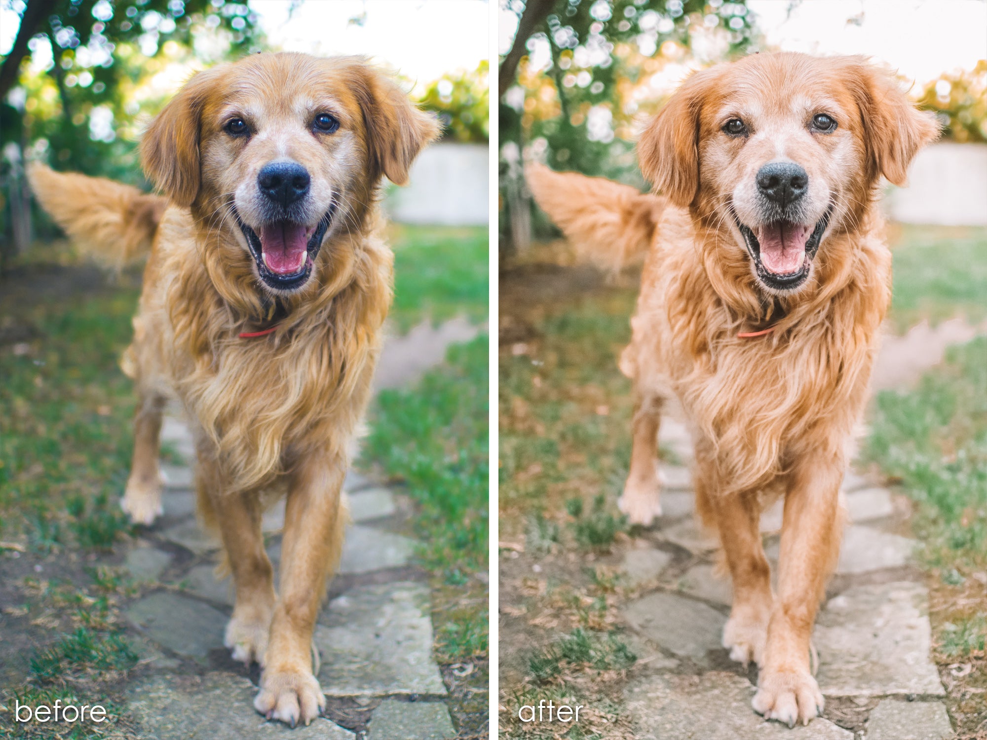 Fluffy Lifestyle - Mobile Lightroom Presets, Dog Cat Animal Presets ...