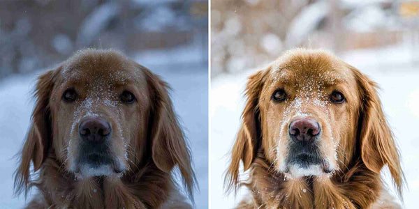 Happy Dogs - Dogs Presets, Animal Presets, Blogger Presets – Art My House