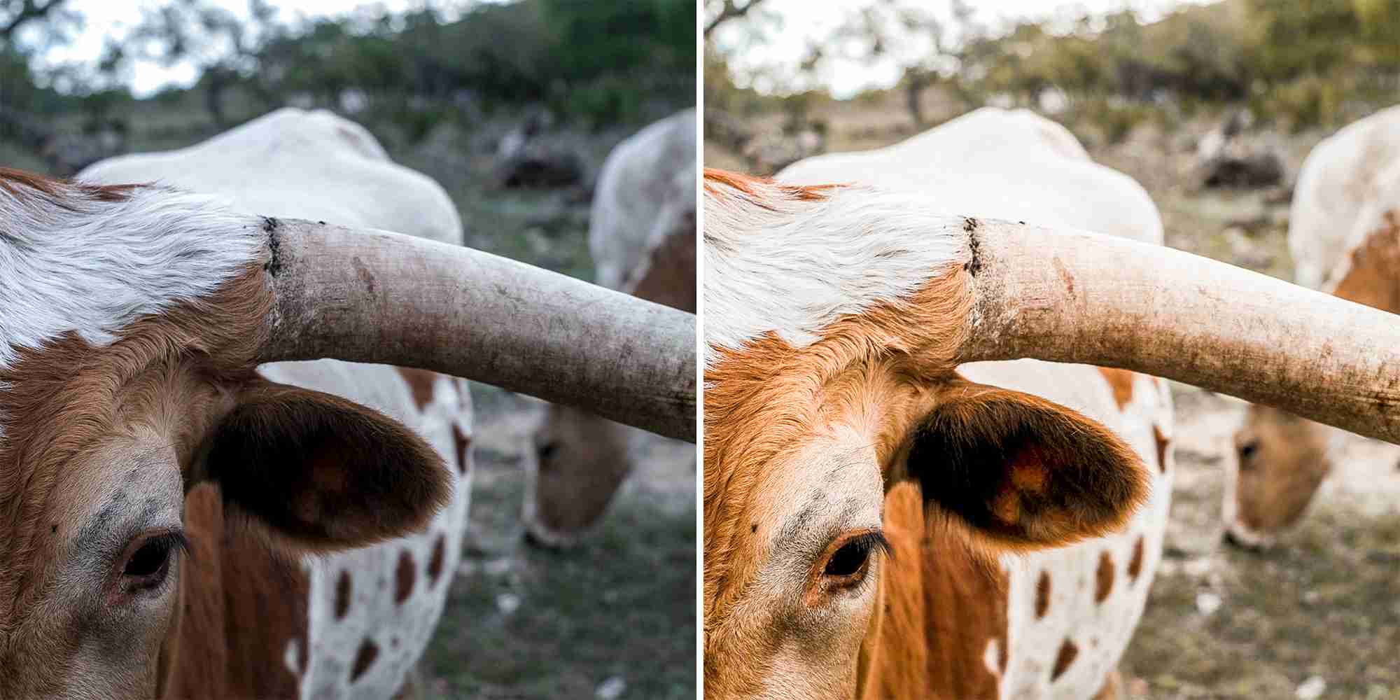 Texas Gold - Summer Presets, California Presets, Orange Airy Presets ...